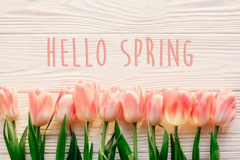 Spring: A Time Of Renewal For Your Smile! | Conroe, TX